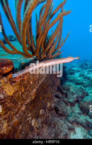 Long tropicaux poissons Poissons-Trompette, Aulostomus maculatus, dans ...