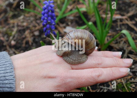 Escargot rampant sur la main. Helix pomatia (noms communs l'escargot de ...