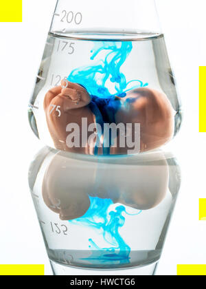 Modèle d'un embryon dans un laboratoire en verre. Photo symbolique pour ...