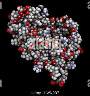 L'érythropoïétine (EPO humaine, l'époétine) protéine hormone. Stimule ...