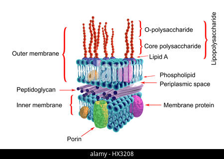 La paroi cellulaire bactérienne, artwork. Les couches horizontales ...