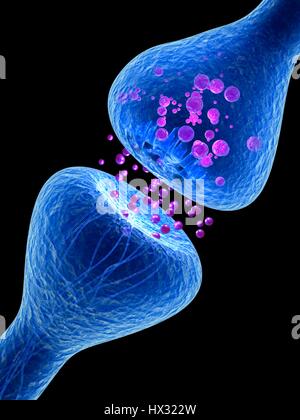 Synapse nerveuse. Illustration d'ordinateur d'une jonction, ou synapse ...