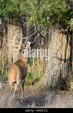 L'accouplement de cerfs de Virginie (Odocoileus virginianus) à l'homme ...