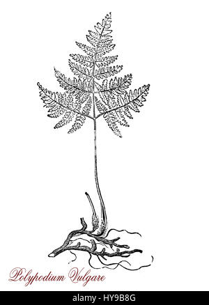 Fougère polypode commun (Polypodium vulgare) à gauche, et les hexagones ...