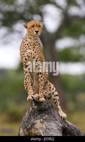 Guépard est assis sur un arbre dans la savane. Kenya. Tanzanie. Afrique ...