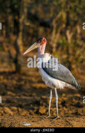 Marabout africain en Kruger National Park, Afrique du AfricaSpecie la ...