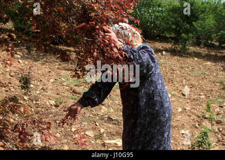 Jénine, en Cisjordanie, en Palestine. 16 Sep, 2016. Des manifestants ...