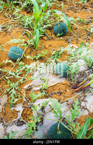De plus en plus de pastèque frais et sains sur le champ Photo Stock - Alamy