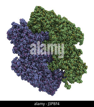 Facteur XIII de coagulation (FXIII, sous-unités), une structure ...
