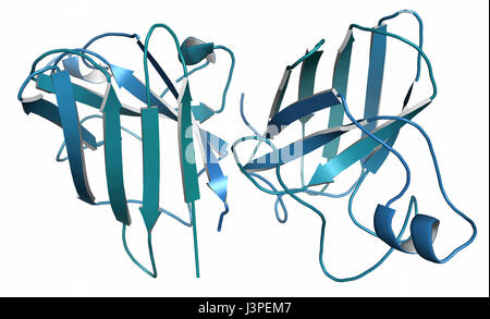 La superoxyde dismutase 1 (SOD1). Convertit le radical superoxyde en ...