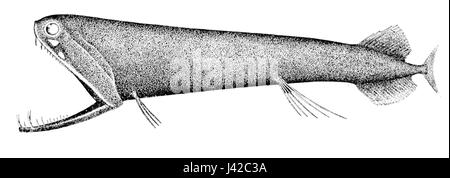 Malacosteus Niger est une espèce de poissons d'eau profonde connue pour ...