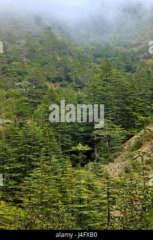 Sur la magnifique vallée de cèdre sur les montagnes de Troodos ...