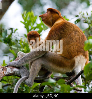 La femelle singe proboscis avec un bébé est assis sur un arbre dans la ...