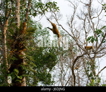 Le singe proboscis saute d'arbre en arbre dans la jungle. Indonésie. L ...