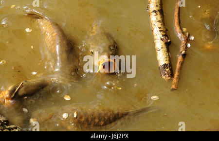 La carpe, la carpe commune, la carpe (Cyprinus carpio), carpes koi ...