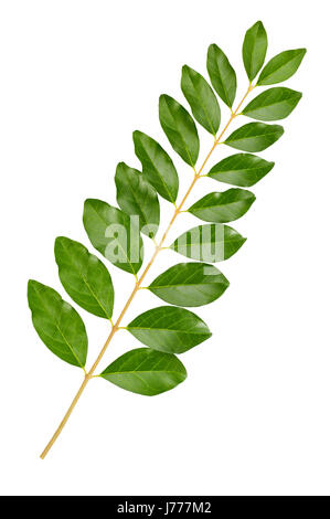 La forme d'un arbre et branche d'arbre sur fond blanc pour isoler l ...