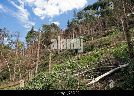 Chablis et de haies brise-vent dans une forêt de conifères après une ...