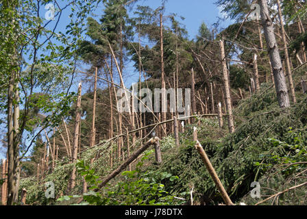 Chablis et de haies brise-vent dans une forêt de conifères après une ...
