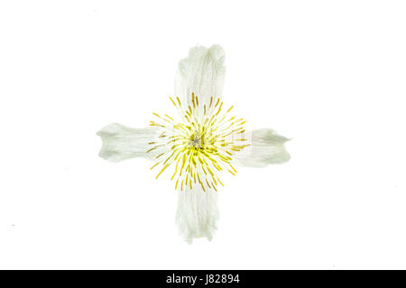 Croix ou de forme cruciforme sur la fleur blanche et jaune d'une plante ...