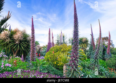 La vipère géant, Arbre de Vipérine commune Echium, pin, Echium pininana ...