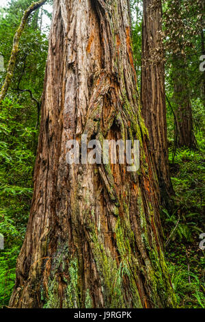 La beauté de la Forêt de Redwood - les plus grands arbres du monde ...