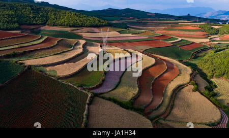 Kunming, Chine. 04 Juin, 2017. Photo prise le 7 mai 2017, montre les ...