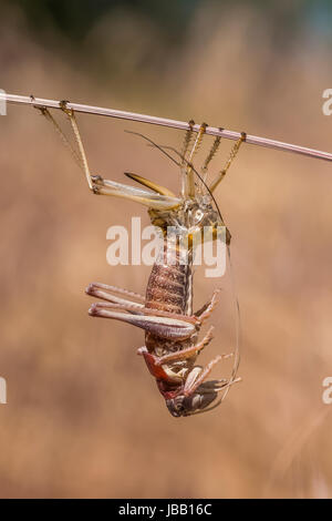 Coulee Cricket, Anabrus longipes, dans l'écosystème de la steppe ...