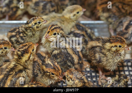 Oiseaux de bébé de deux jours de la caille japonaise Photo Stock - Alamy
