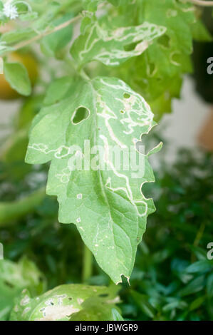 Les dommages larvaires des feuilles de légumes (Liriomyza sativae) à ...