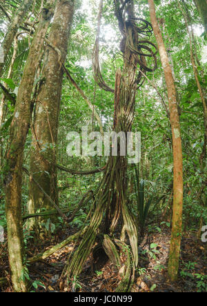 Une masse de lianes nouées suspendu à la canopée de la forêt tropicale ...