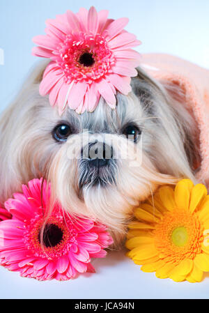 Shih Tzu chien couchant avec des fleurs. Parfum relaxant et bon concept ...