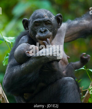 Bonobo femelle avec un bébé. République démocratique du Congo. Parc ...