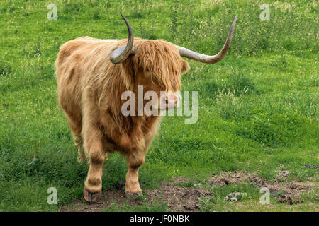 Vache poilue vaches Highland cattle laineux shaggy longue corne cornes ...