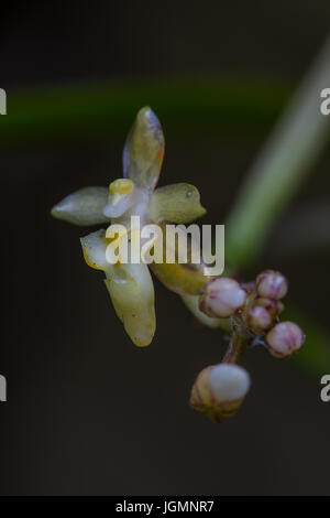 Micropera pallida espèces rares orchidées sauvages dans la forêt de la ...