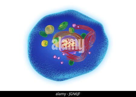 Illustration de la cellule des kératinocytes de l'épiderme. Cette ...