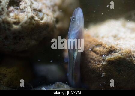 Jeune anguille européenne (Anguilla anguilla) civelles, anguilles ...