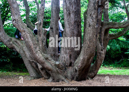 Grand arbre tronc multiple avec des grosses racines ligneuses à Dublin ...