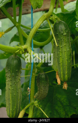 Fleur de concombre. Plante de concombre biologique. Le concombre ...