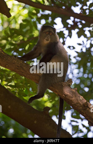 Portrait d'un singe bleu diademed, Cercopithecus mitis, entre la ...
