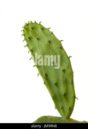 Cactus Opuntia isolé sur fond blanc. Champ de cactus. Les sabres, les ...