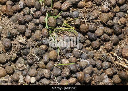 Les matières fécales ou les excréments de lapin Photo Stock - Alamy