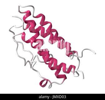 L'érythropoïétine (EPO humaine, l'époétine) protéine hormone. Stimule ...