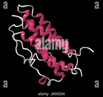 L'érythropoïétine (EPO), l'époétine hormone de protéine. Stimule la ...