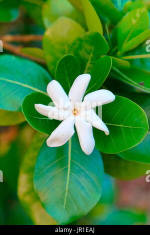 Fleur de tiare Tahiti ou Gardenia (Gardenia Tahitensis), les Rubiaceae ...