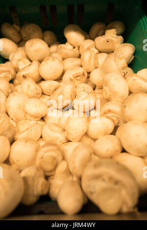 Un champignon est le corps charnu, spore portant la fructification d'un ...