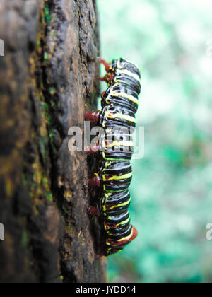 La chenille de sphinx Tetrio Pseudosphinx tetrio (papillon) sur un ...