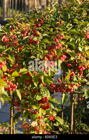 Apple tree crabe sentinelle rouge malus x robusta fruit rouge arbre ...