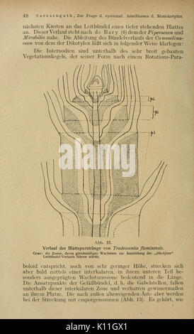 . Beihefte zum botanischen Centralblatt. Les plantes. Fig. 4. Dans ...