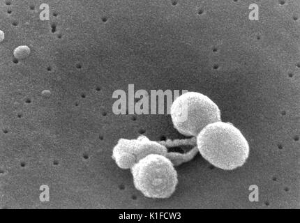 Streptococcus pneumoniae, ou le pneumocoque, est une bactérie gram ...