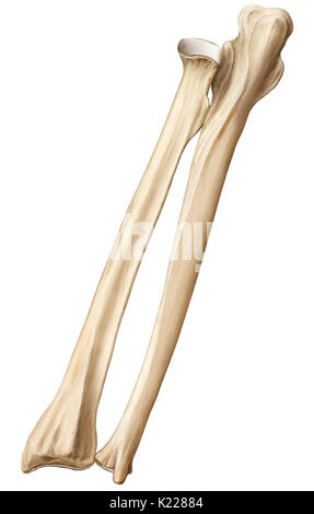 RADIUS et du cubitus Photo Stock - Alamy